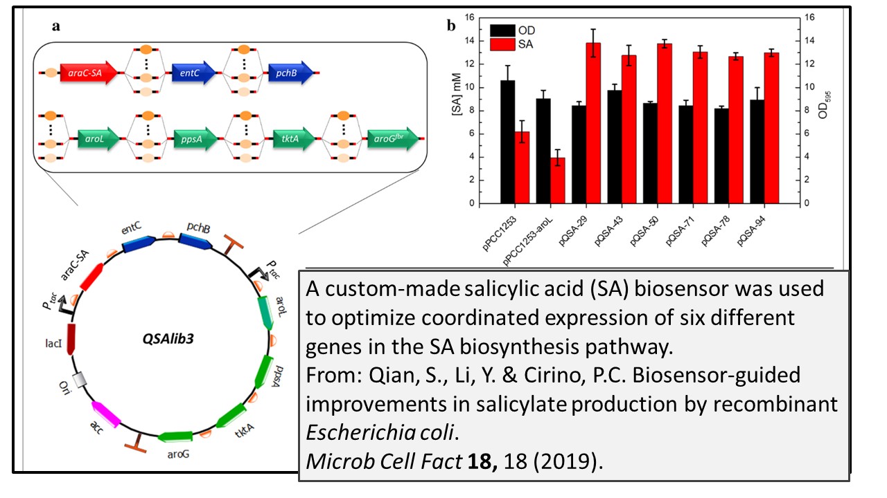 Research Themes: Biocatalysis, Protein & Metabolic Engineering ... Research Themes: Biocatalysis, Protein & Metabolic Engineering ...